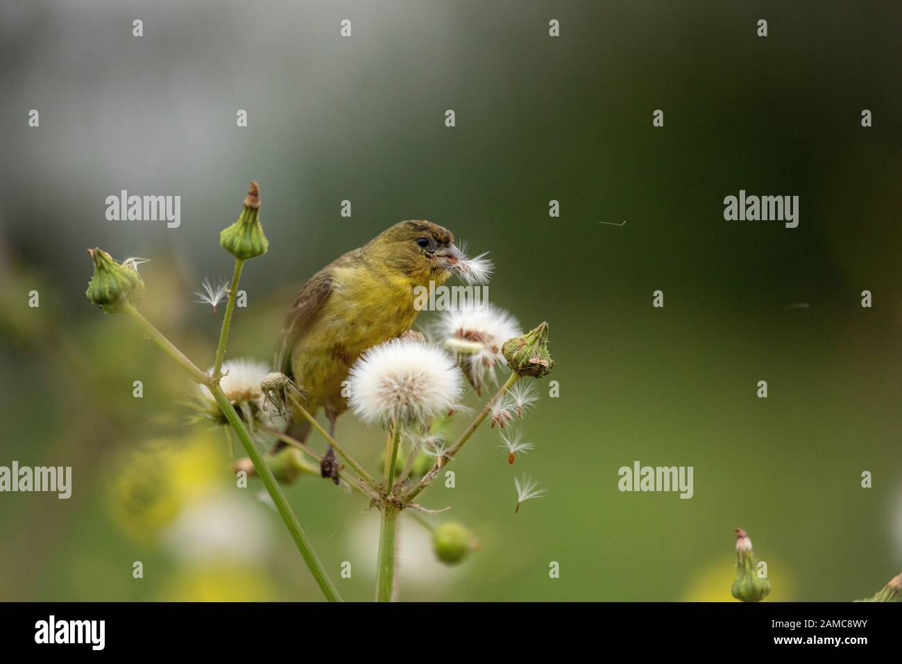 Bird playing with flowers Stock Photo - Alamy