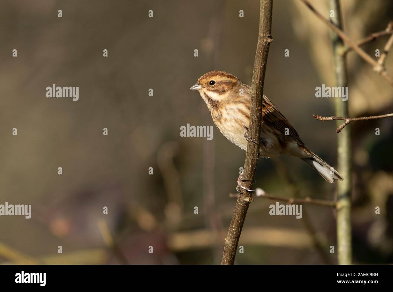 Female Reed Bunting-Emberiza schoeniclus, Winter Stock Photo - Alamy