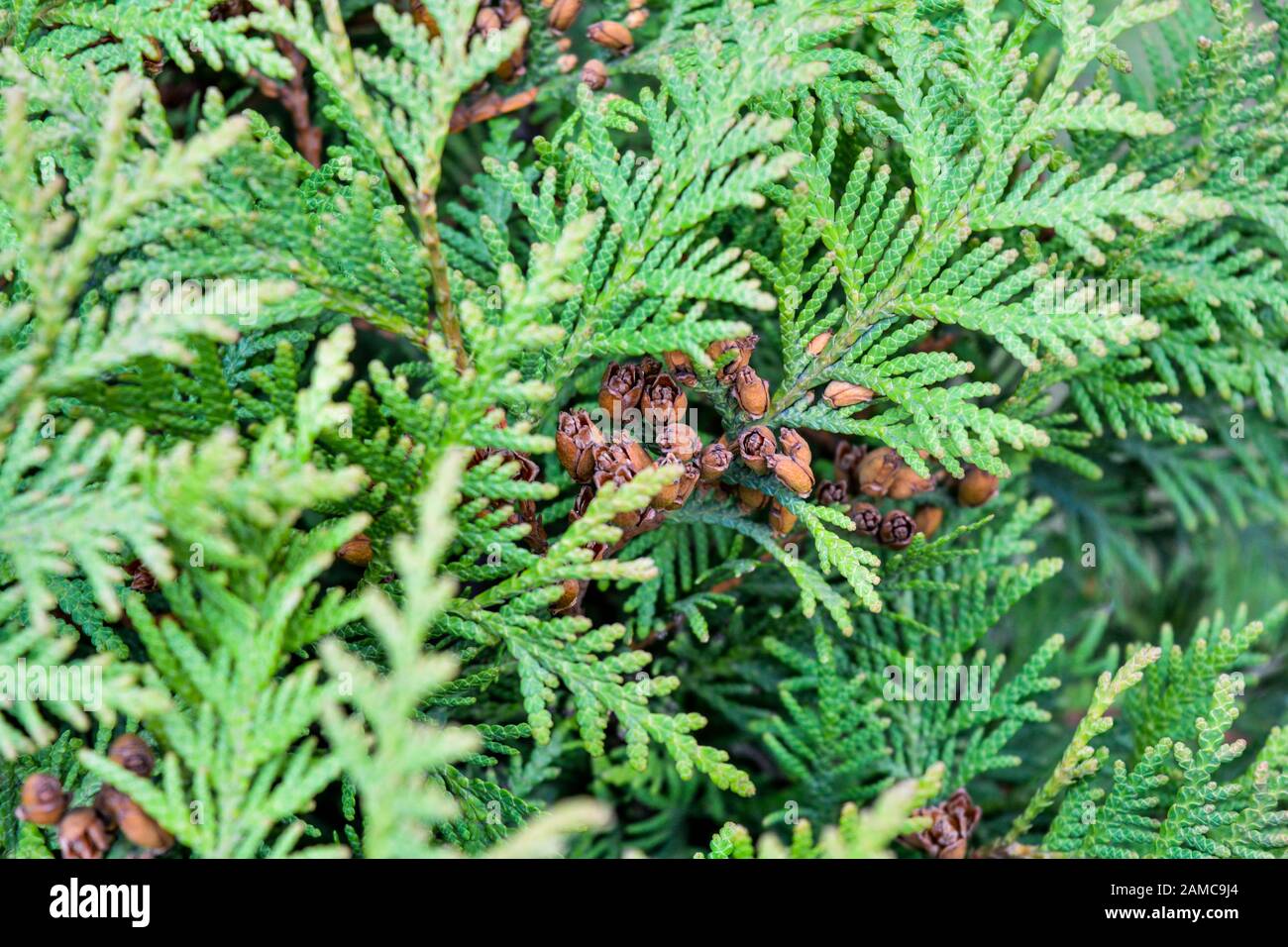Close up of cypress cedar tree branch with bunch of brown cones. Thuja ...