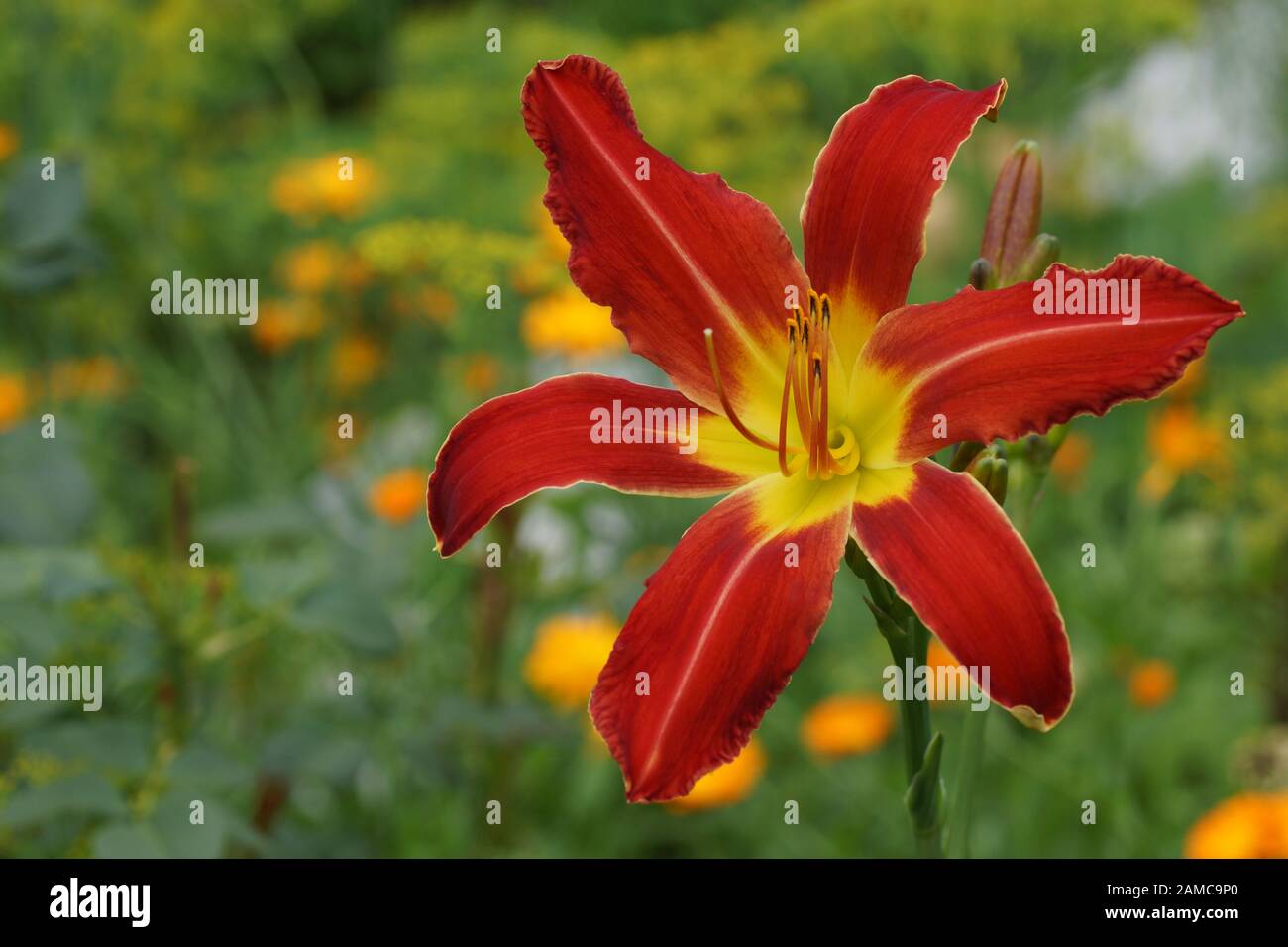 Venusian Heat. Red flowers daylily. Beautiful red flowers daylily ...