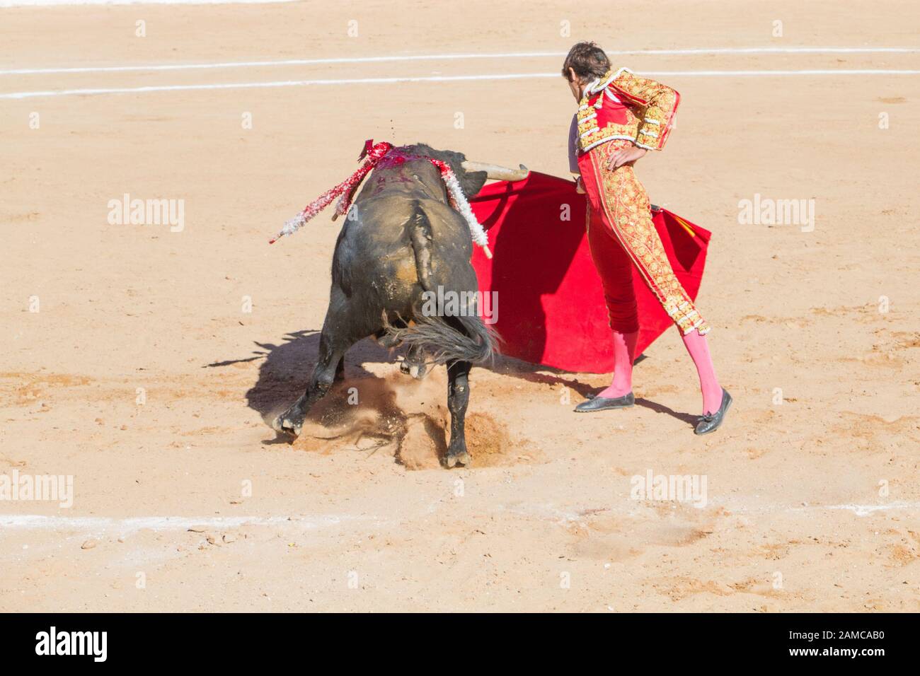 Bullfither hi-res stock photography and images - Alamy