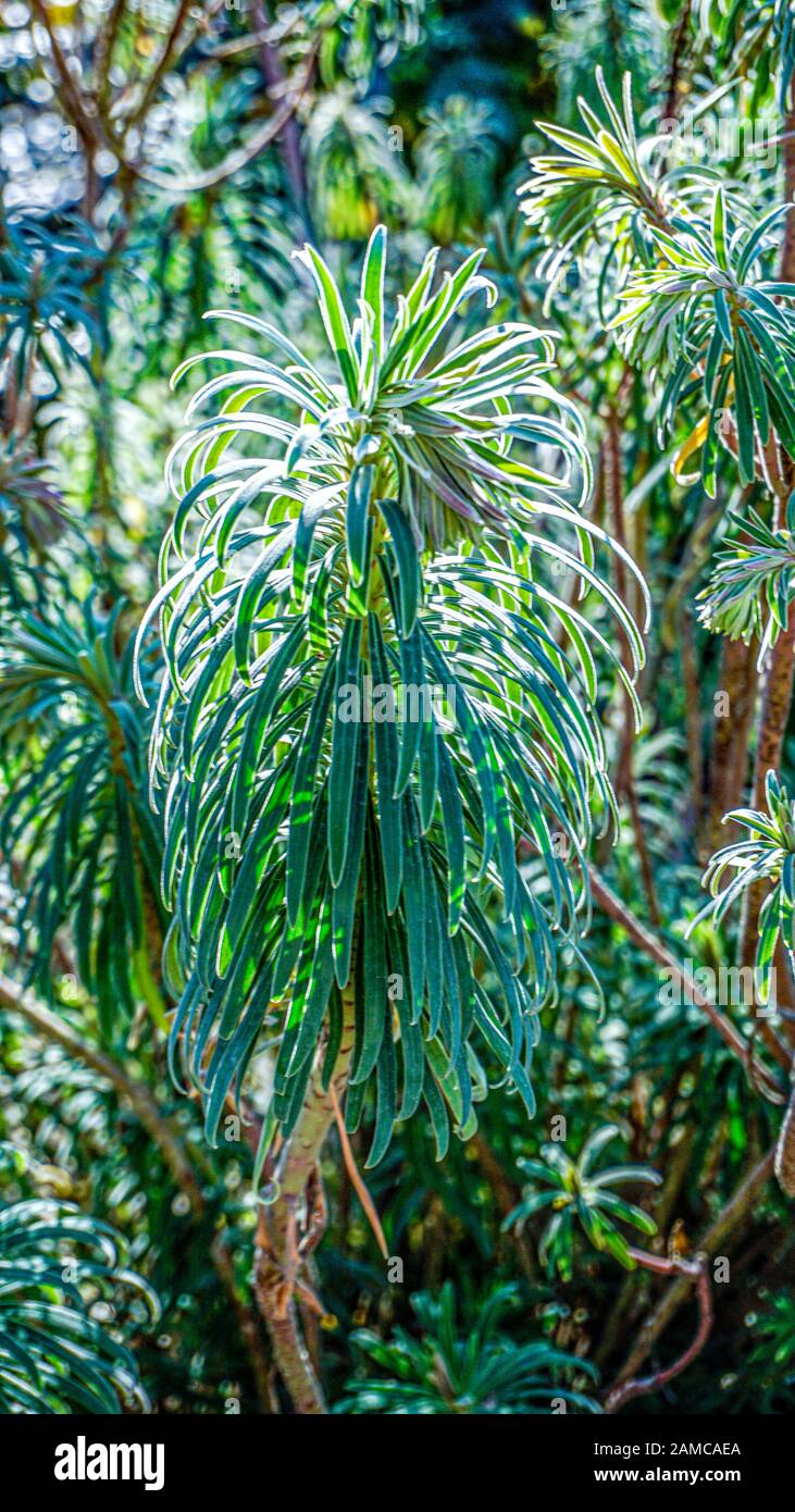 Euphobia hi-res stock photography and images - Alamy