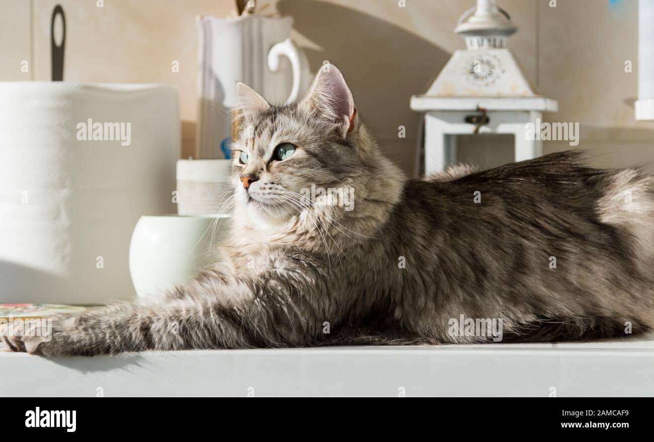 Wonderful silver cat of siberian breed, female gender Stock Photo - Alamy