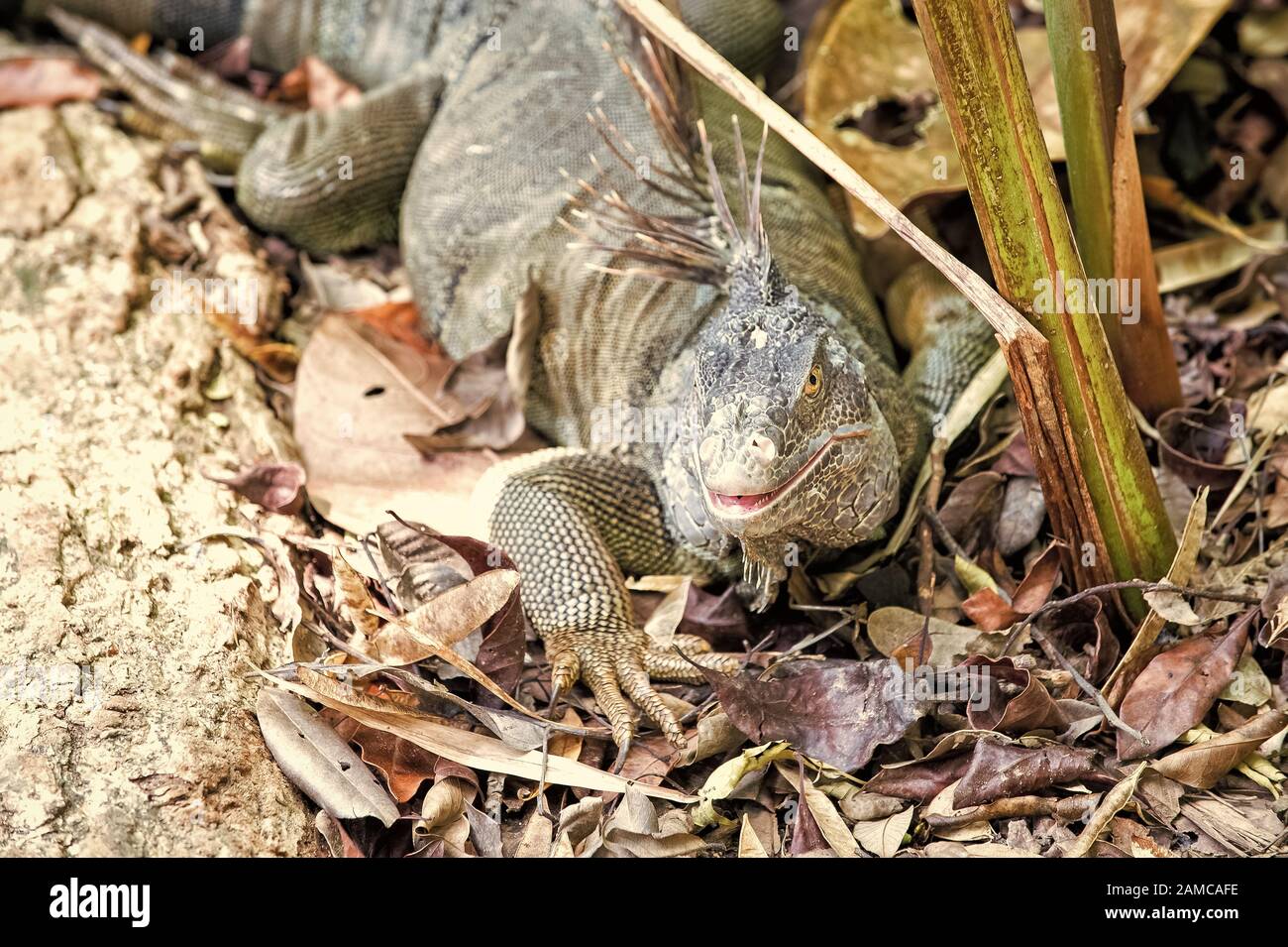 Big lizard at Roatan Honduras. Wild animal in natural environment. Save ...
