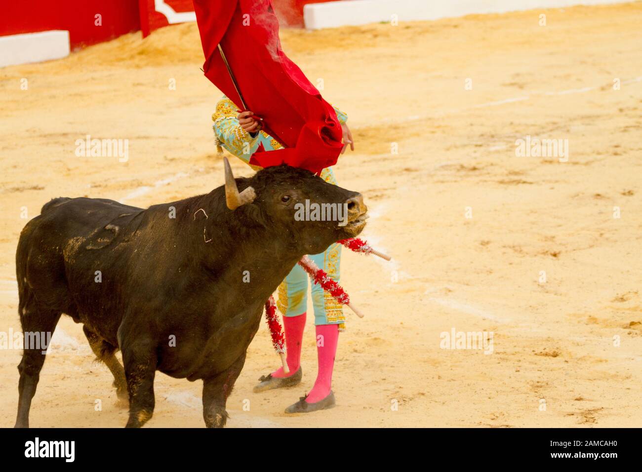 Bullfighting thing hi-res stock photography and images - Alamy