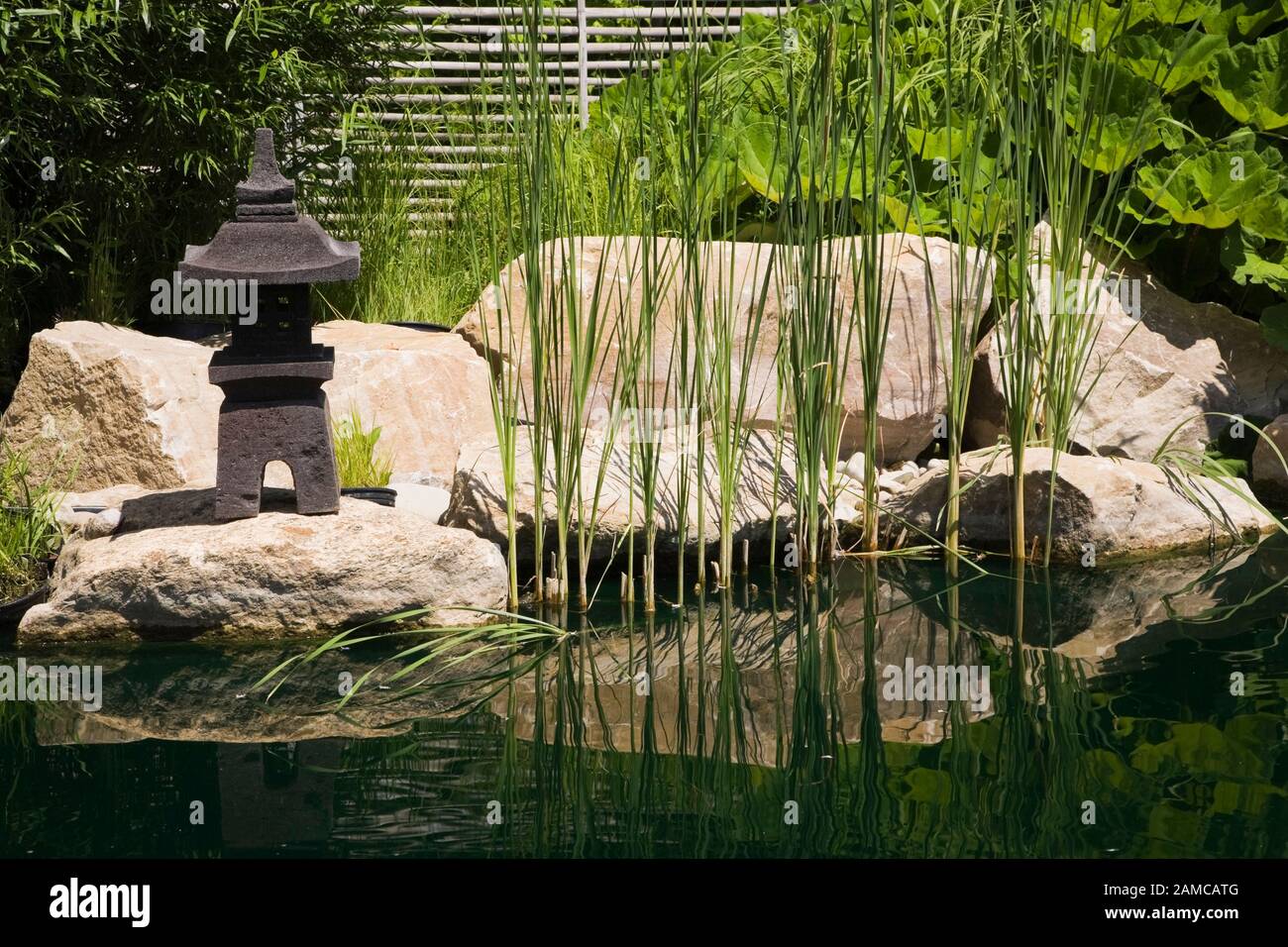 Pond with Typha - Cattails, pagoda and bordered by Petasites japonicus ...
