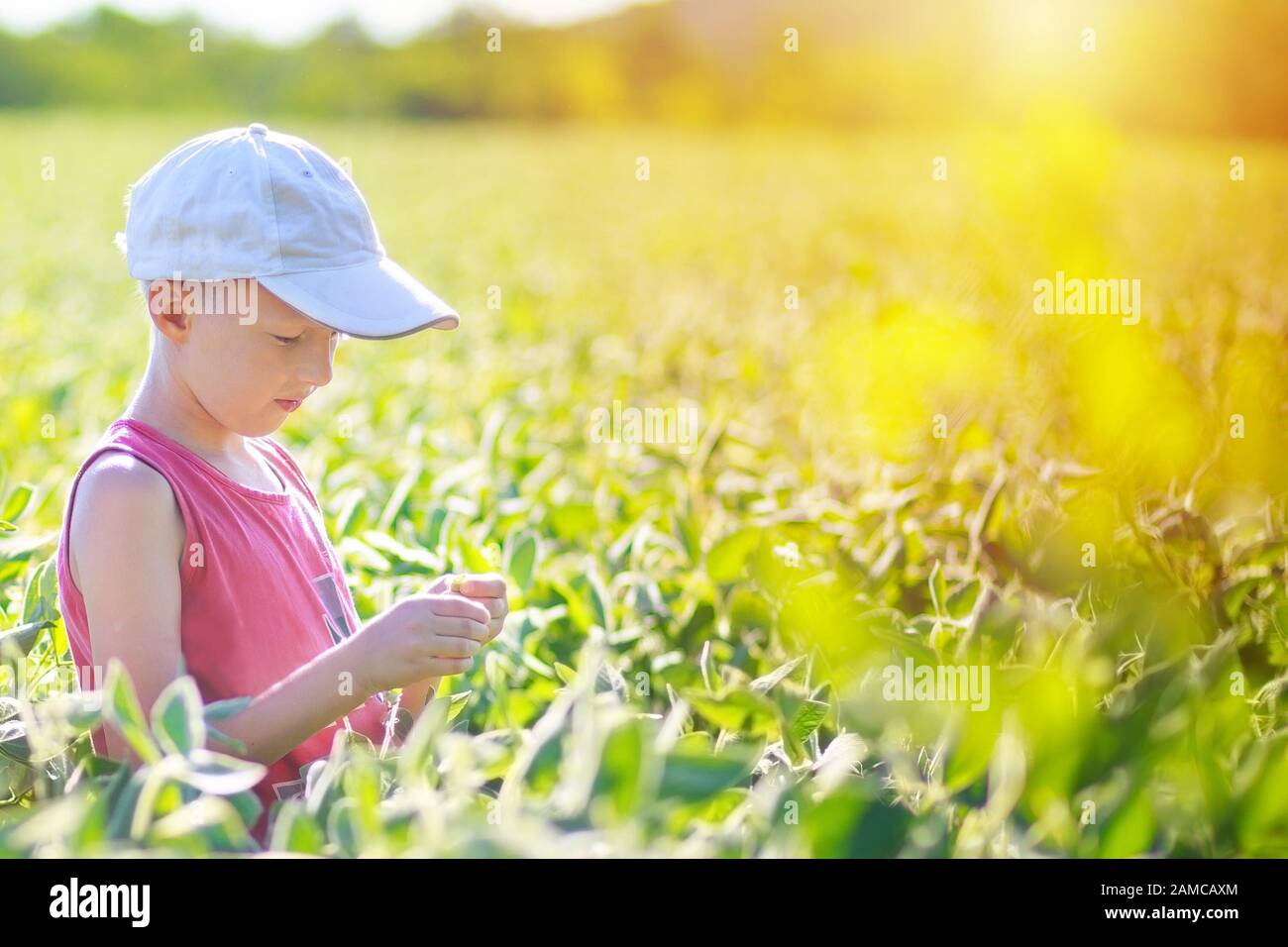 boy is studying soy sprout. child is holding a soybean pod. Sunlit ...