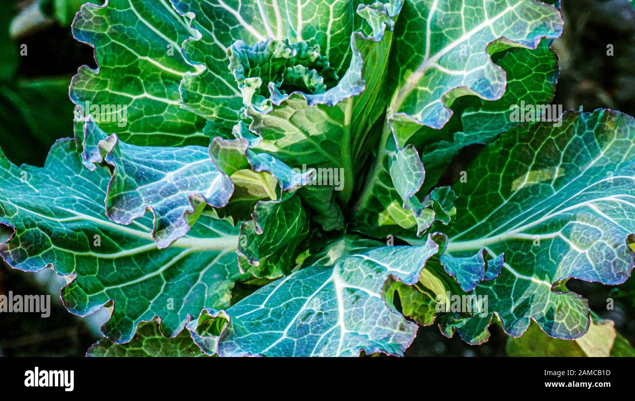 Closeup cabbage leaves hi-res stock photography and images - Alamy