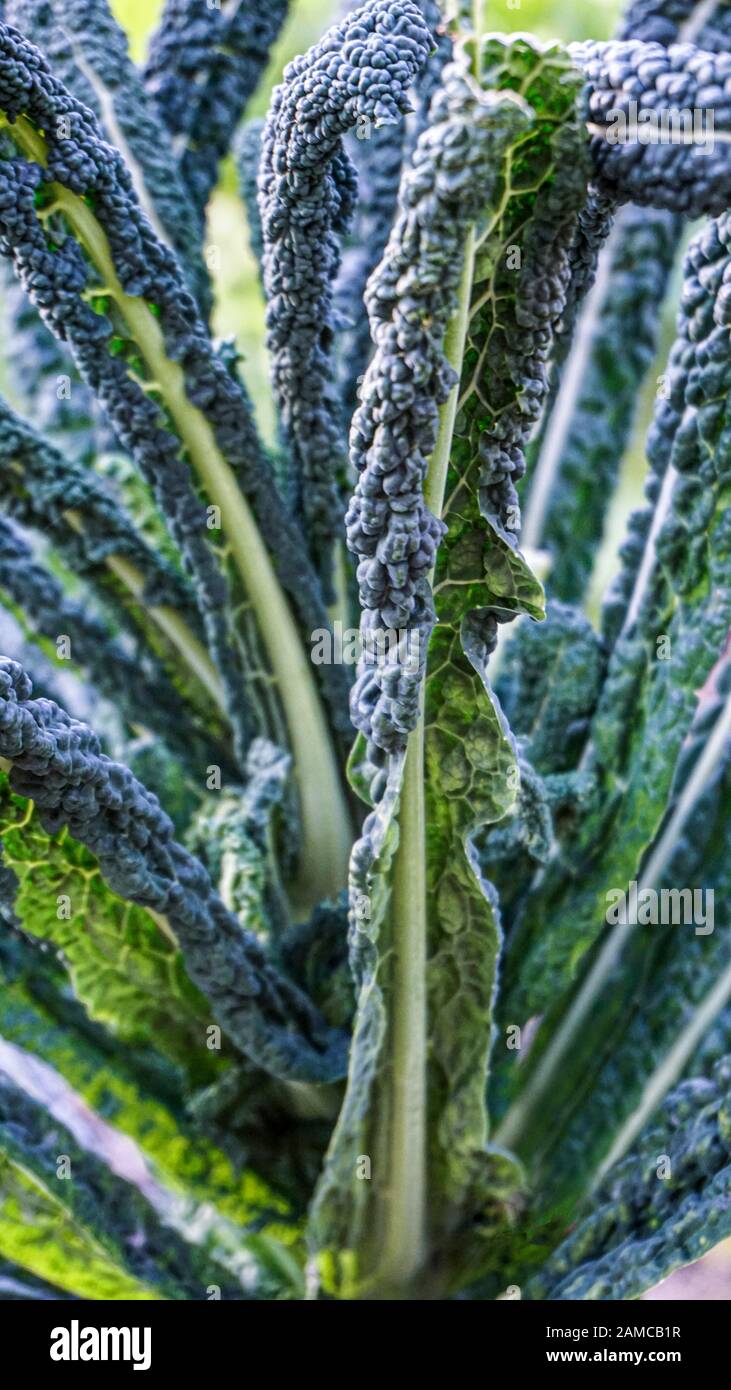 Kale plant hi-res stock photography and images - Alamy