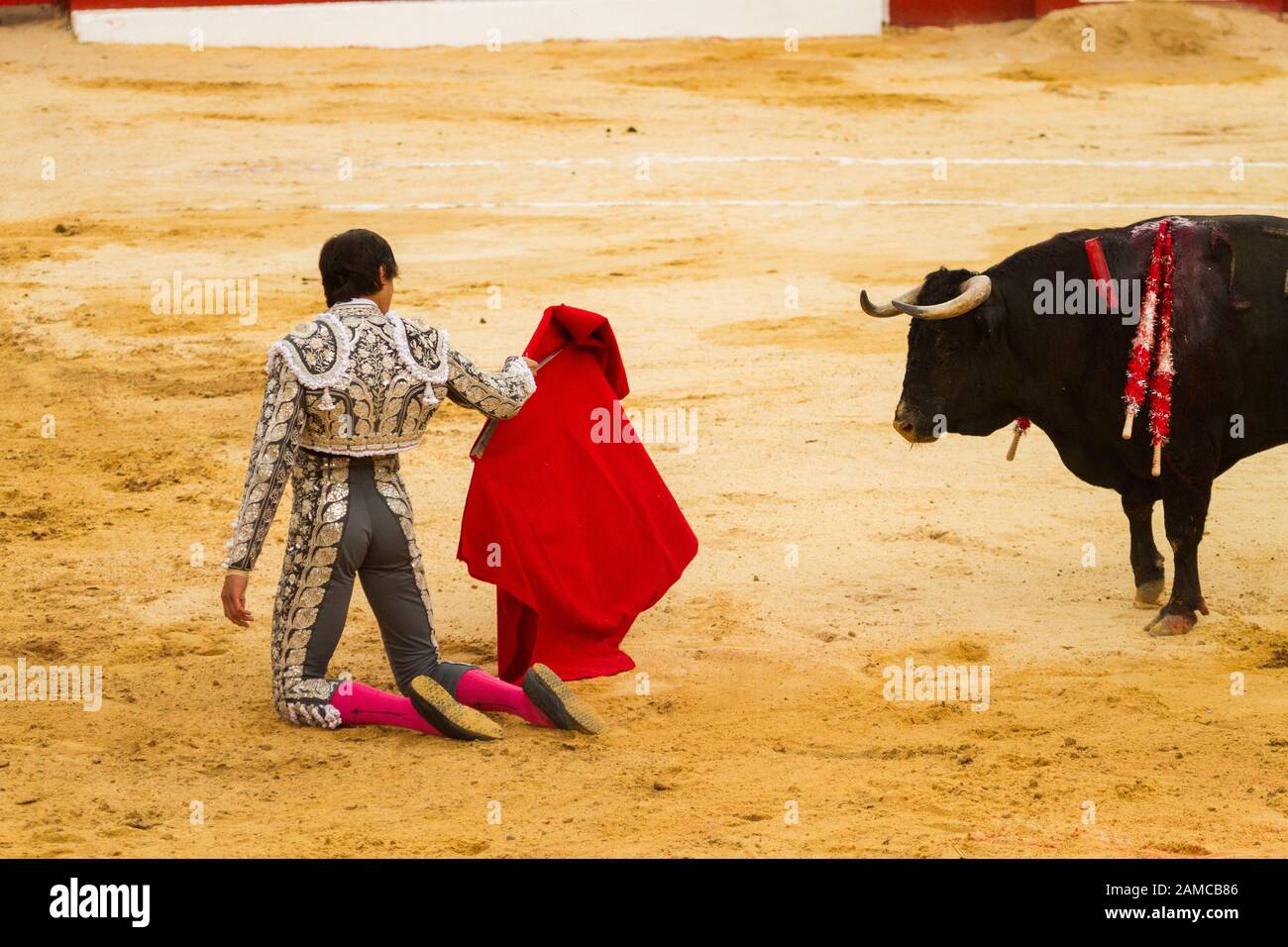 Bullfither hi-res stock photography and images - Alamy