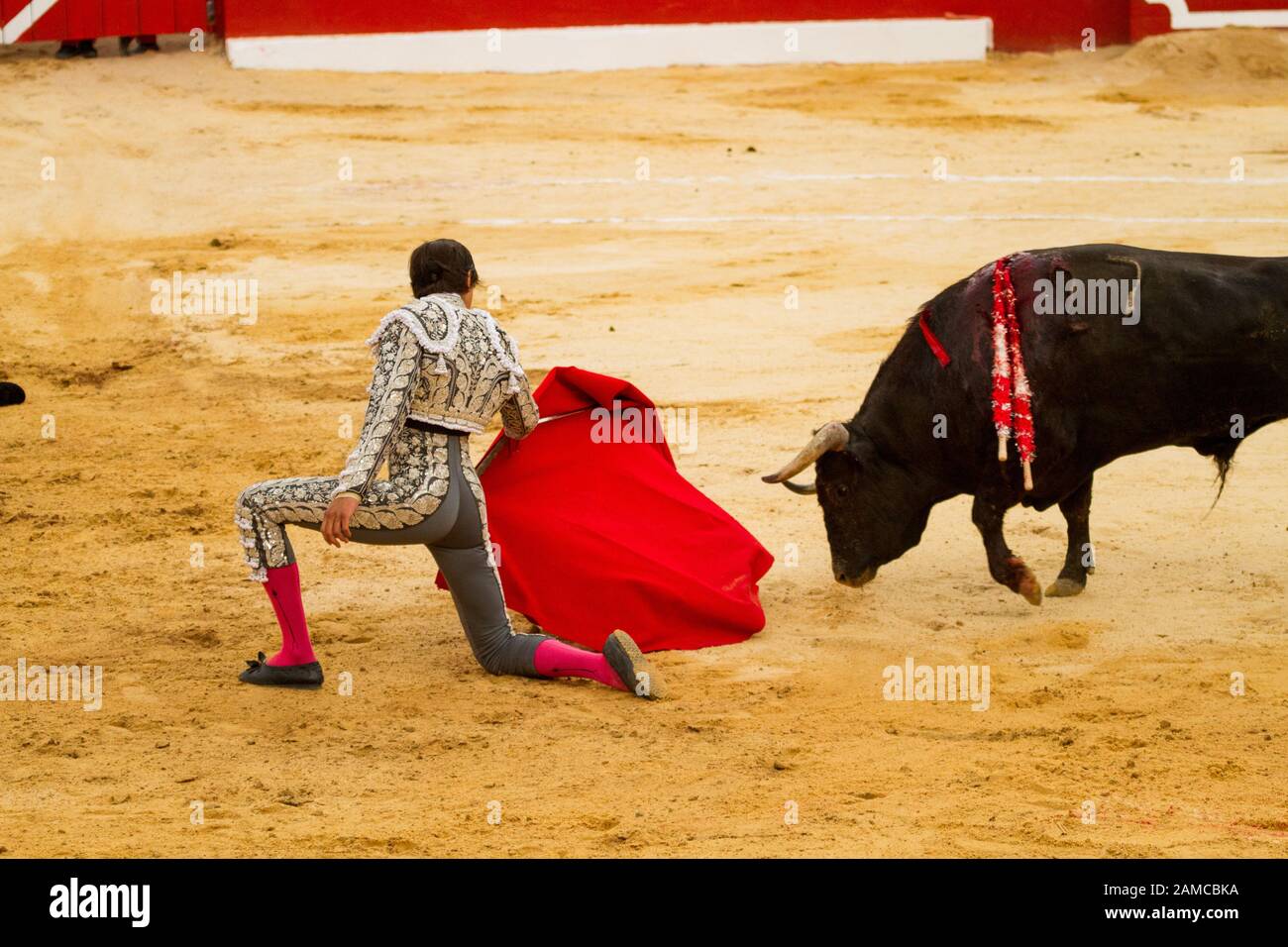 Bullfither hi-res stock photography and images - Alamy