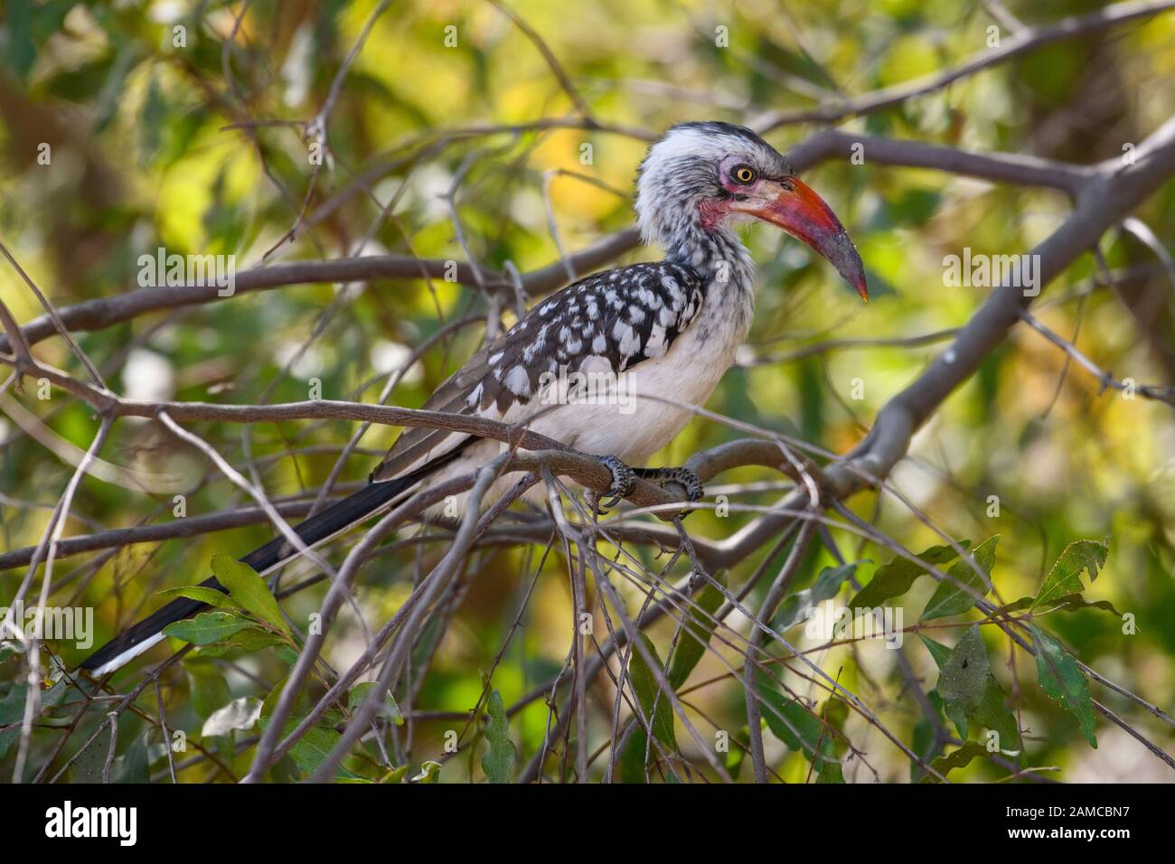 Southern Red-billed Hornbill, Tockus rufirostris, Macatoo, Okavango ...