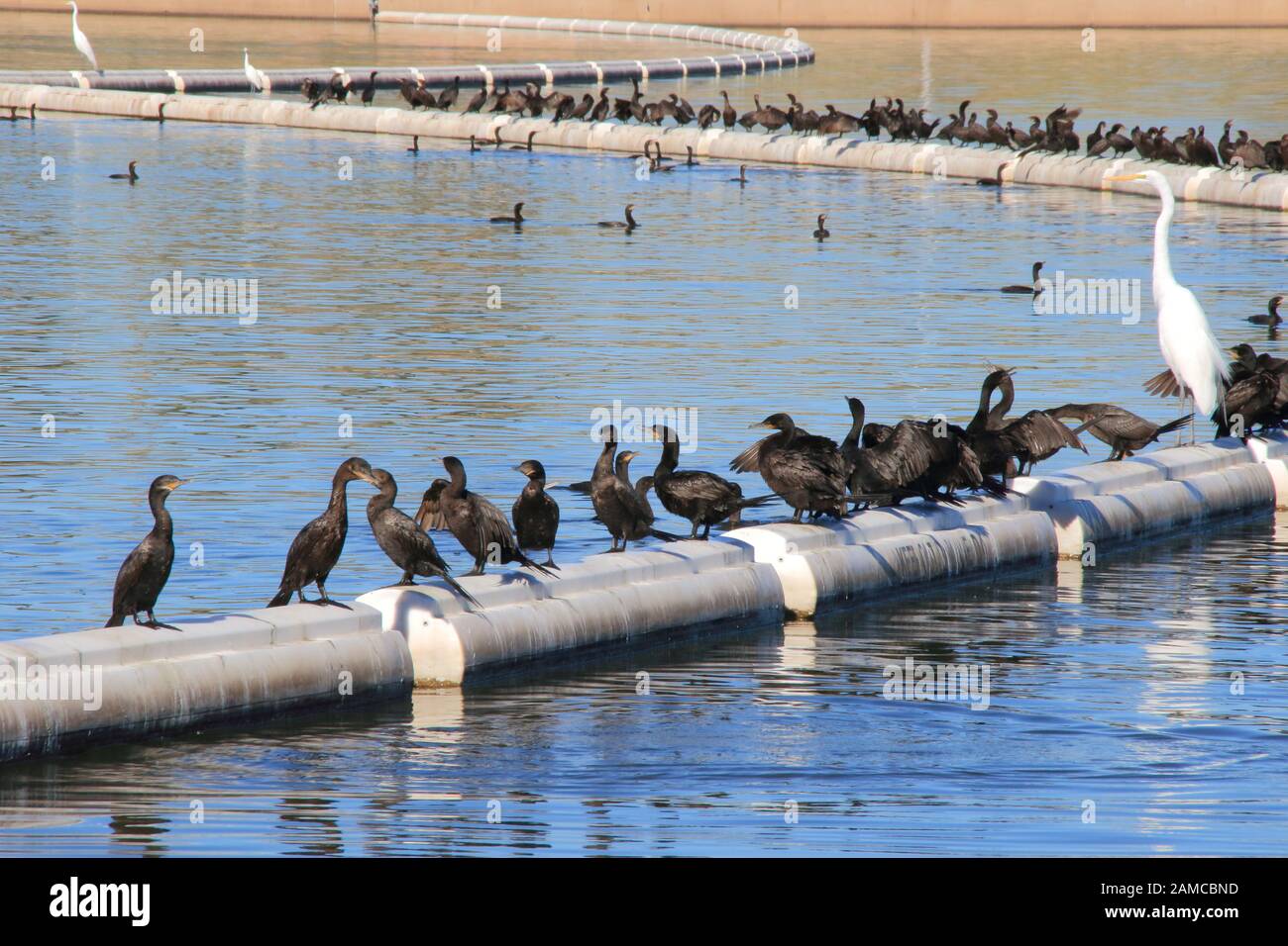 Tempe Town Lake, Tempe, Arizona Stock Photo - Alamy