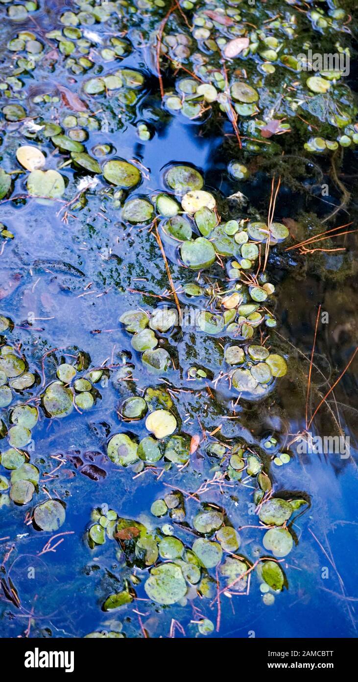 Aquatic plants asia hi-res stock photography and images - Alamy