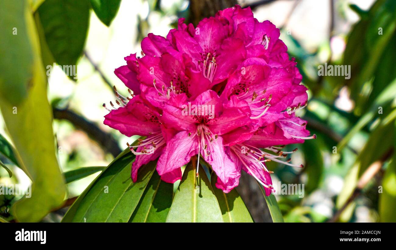 Rhododendron tree hi-res stock photography and images - Alamy