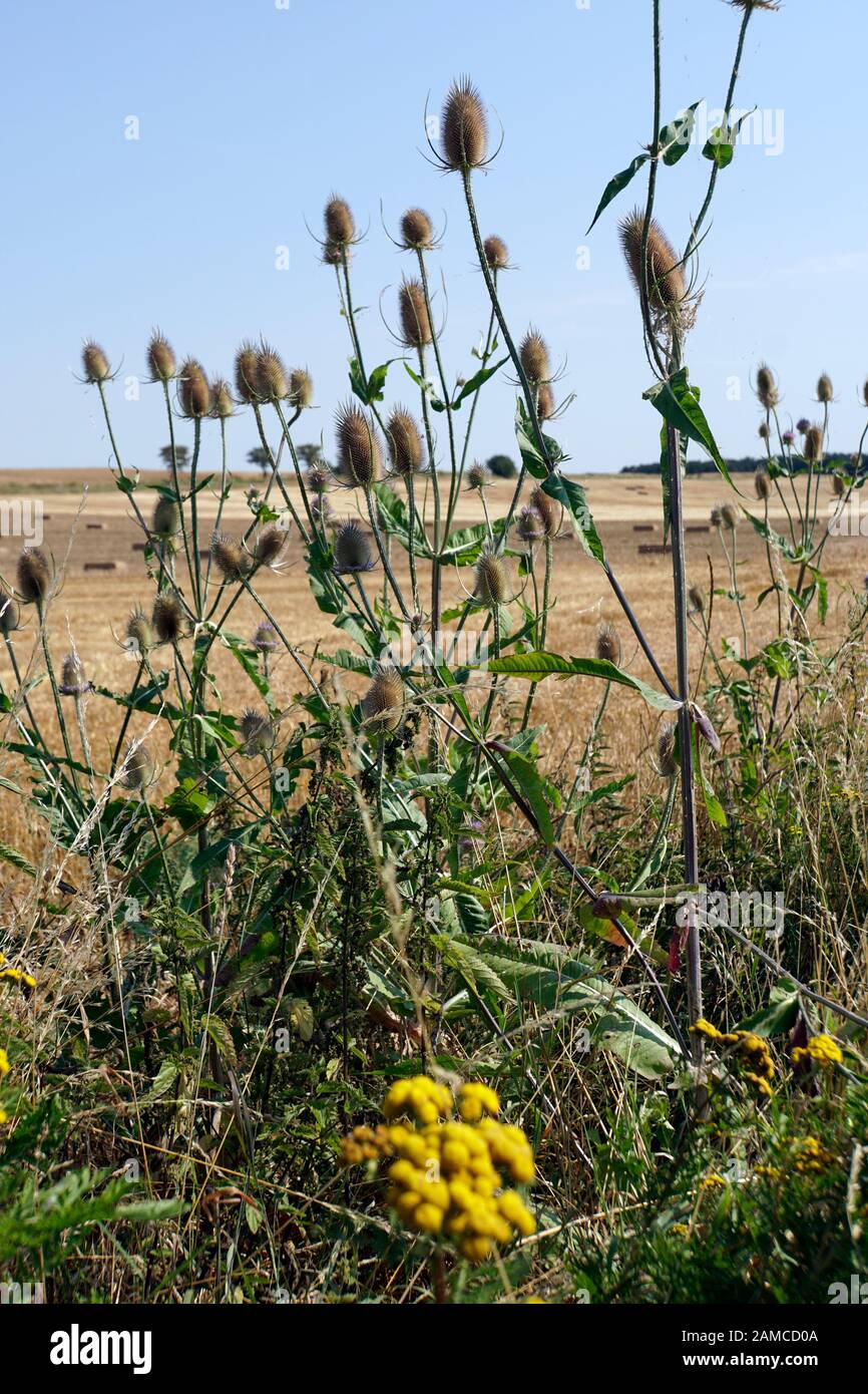Wilde Karde, Wald-Karde (Dipsacus silvestris, Dipsacus fullonum) vor ...
