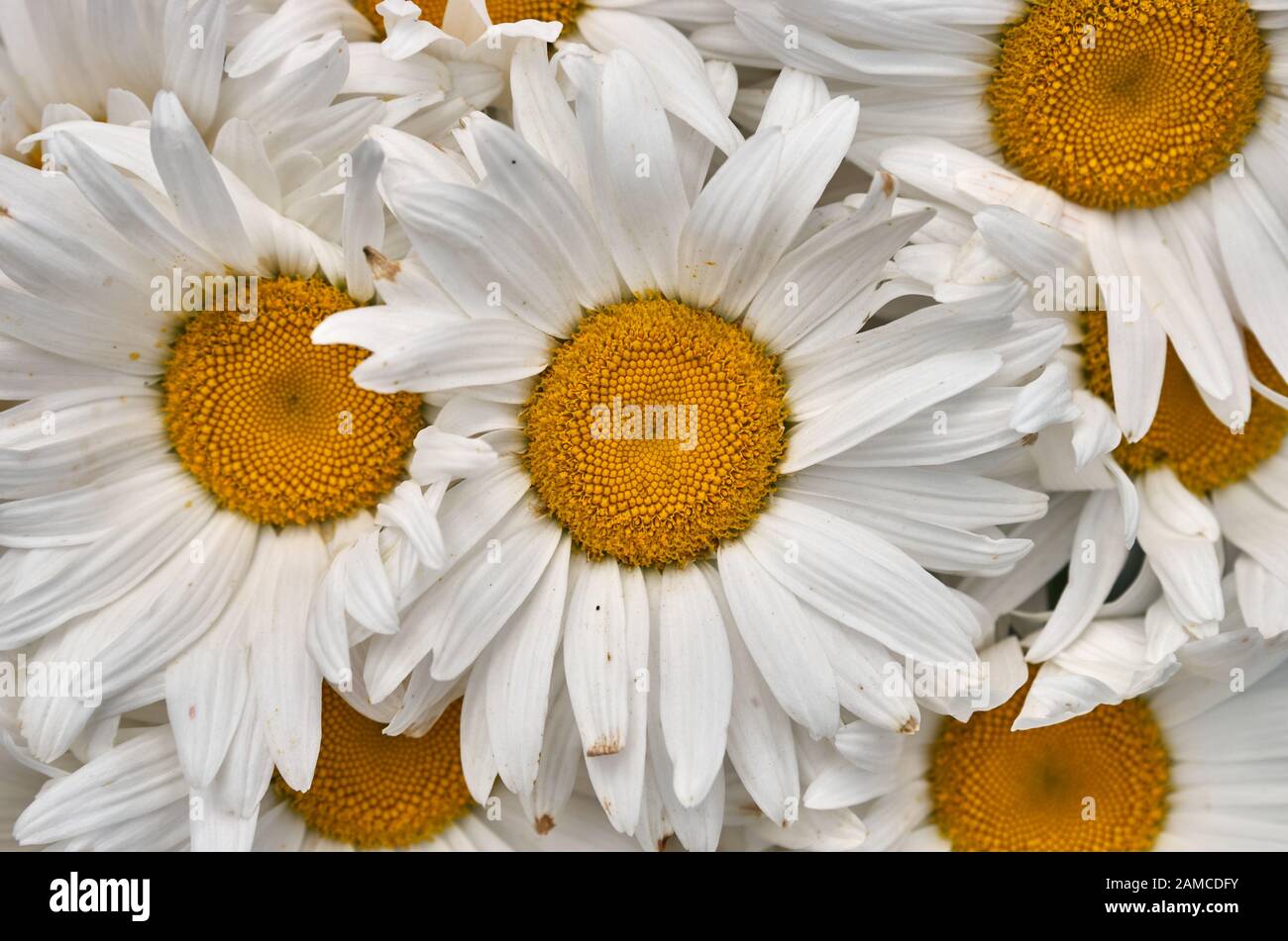 Beautiful yellow real gerbera hi-res stock photography and images - Alamy