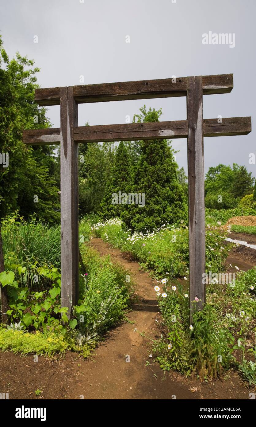 Brown dirt path through wooden arbour and borders with Vitis 'Eona ...