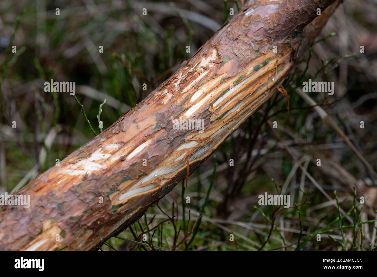 Peeled bark on a pine trunk. Bark eaten by deer in the woods. Autumn ...