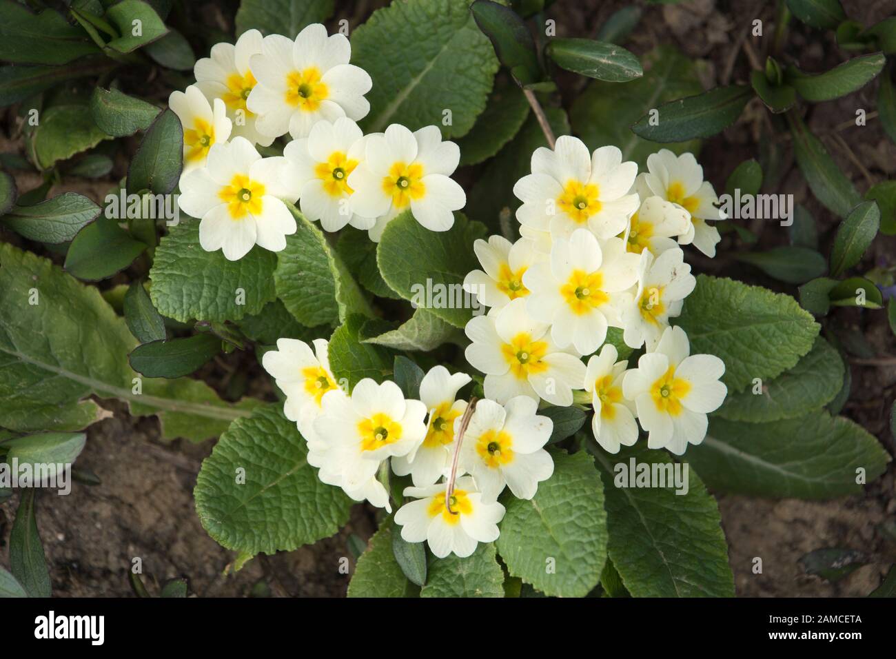 Primrose primulaceae family hi-res stock photography and images - Alamy