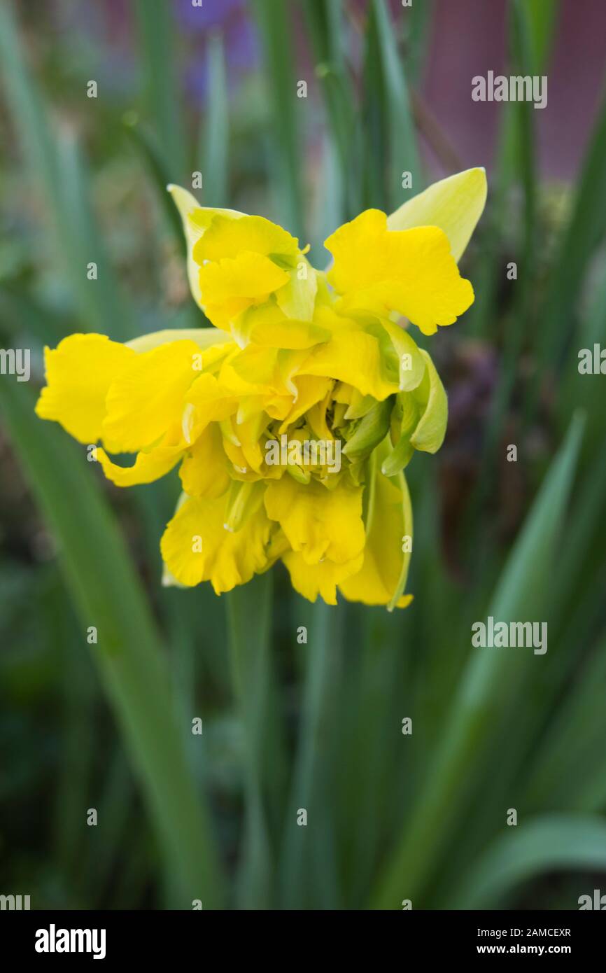 Yellow daff hi-res stock photography and images - Alamy