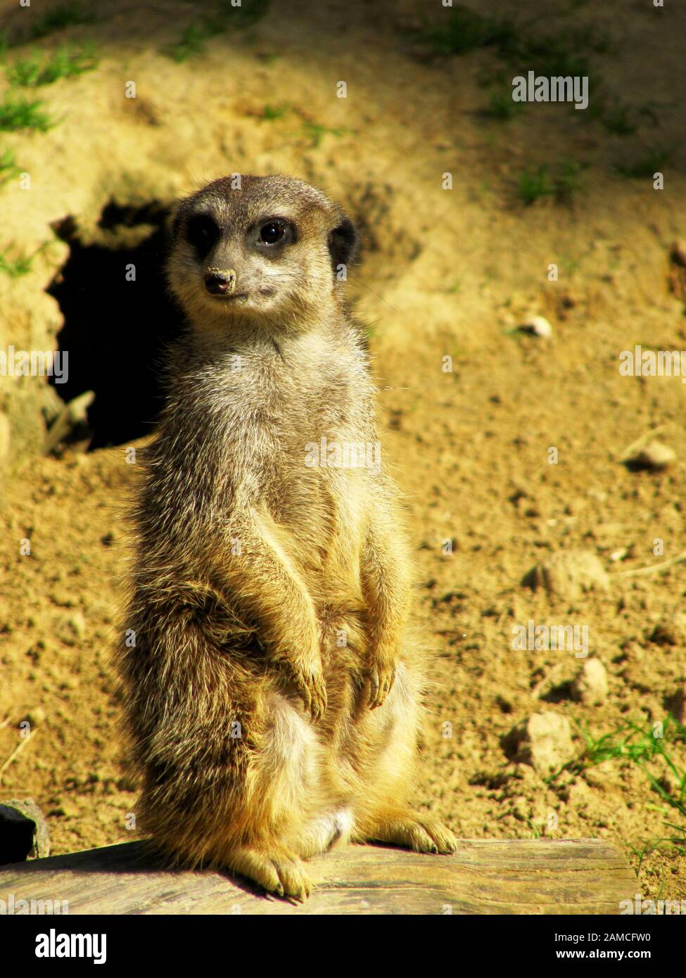 Side view of a standing meerkat, Suricata suricatta, also called ...