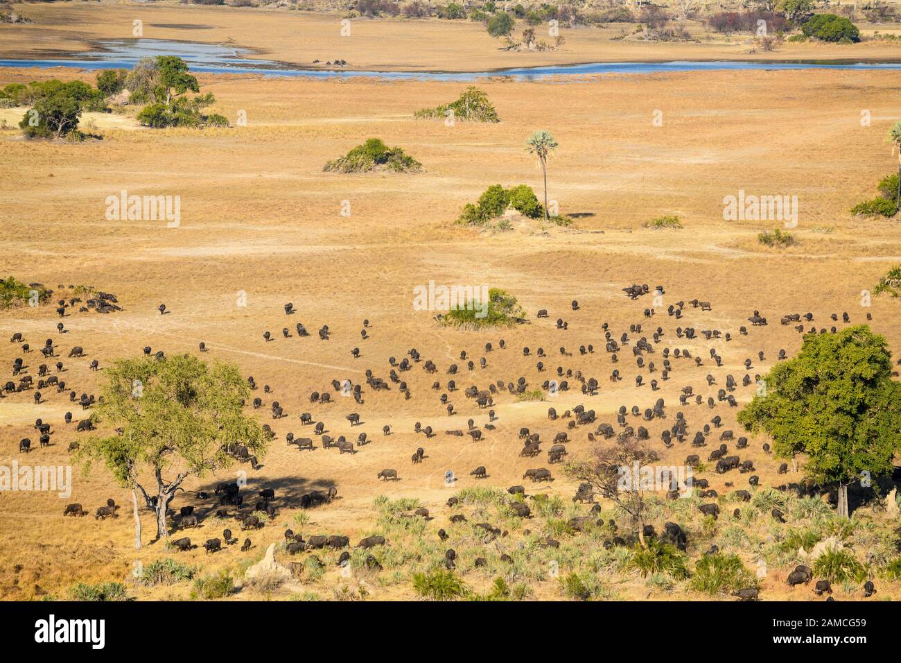 Aerial view of a herd of African buffalo or Cape Buffalo, Syncerus ...