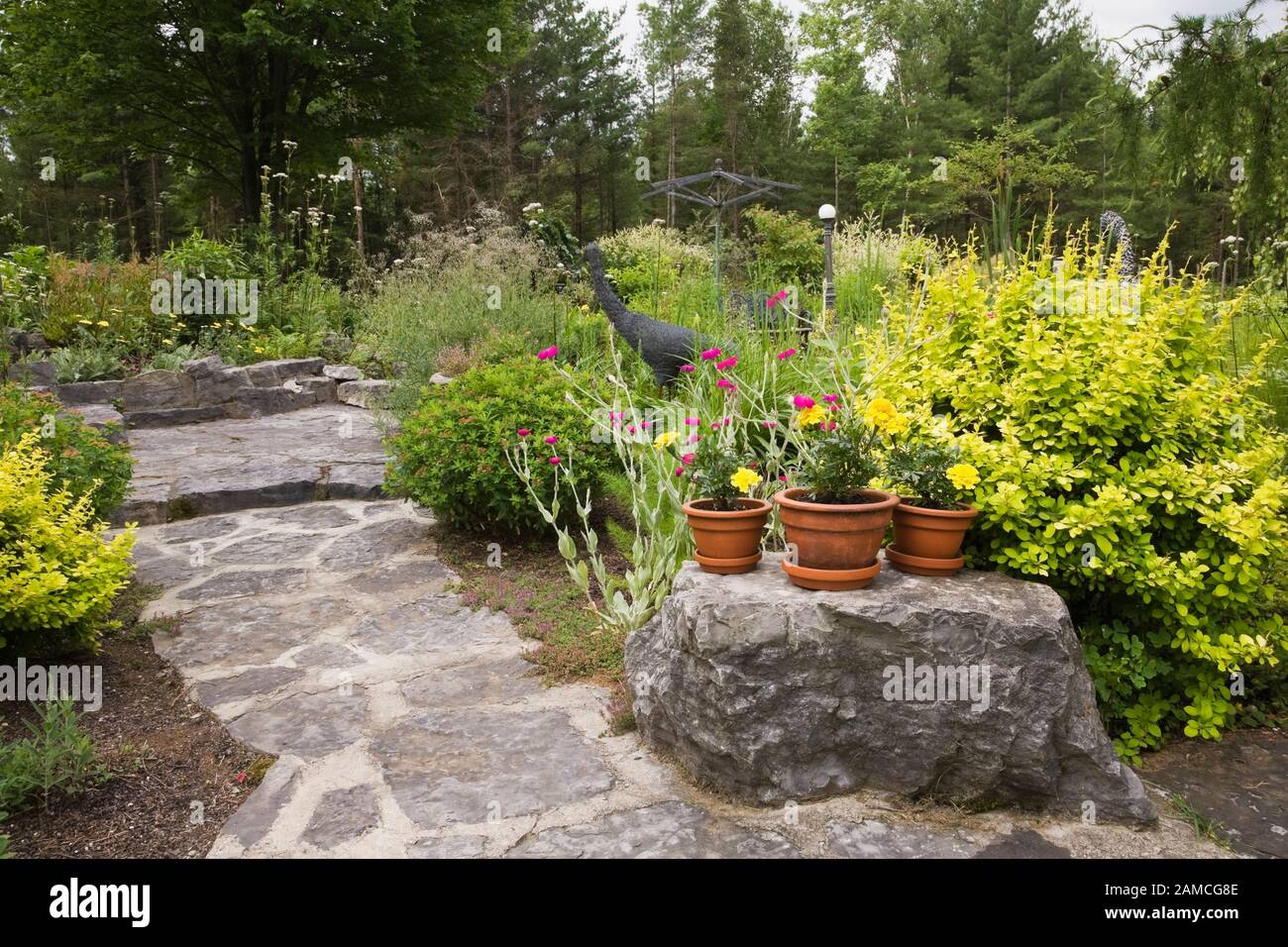 Flagstone path and terracotta planters with yellow Tagetes patula ...