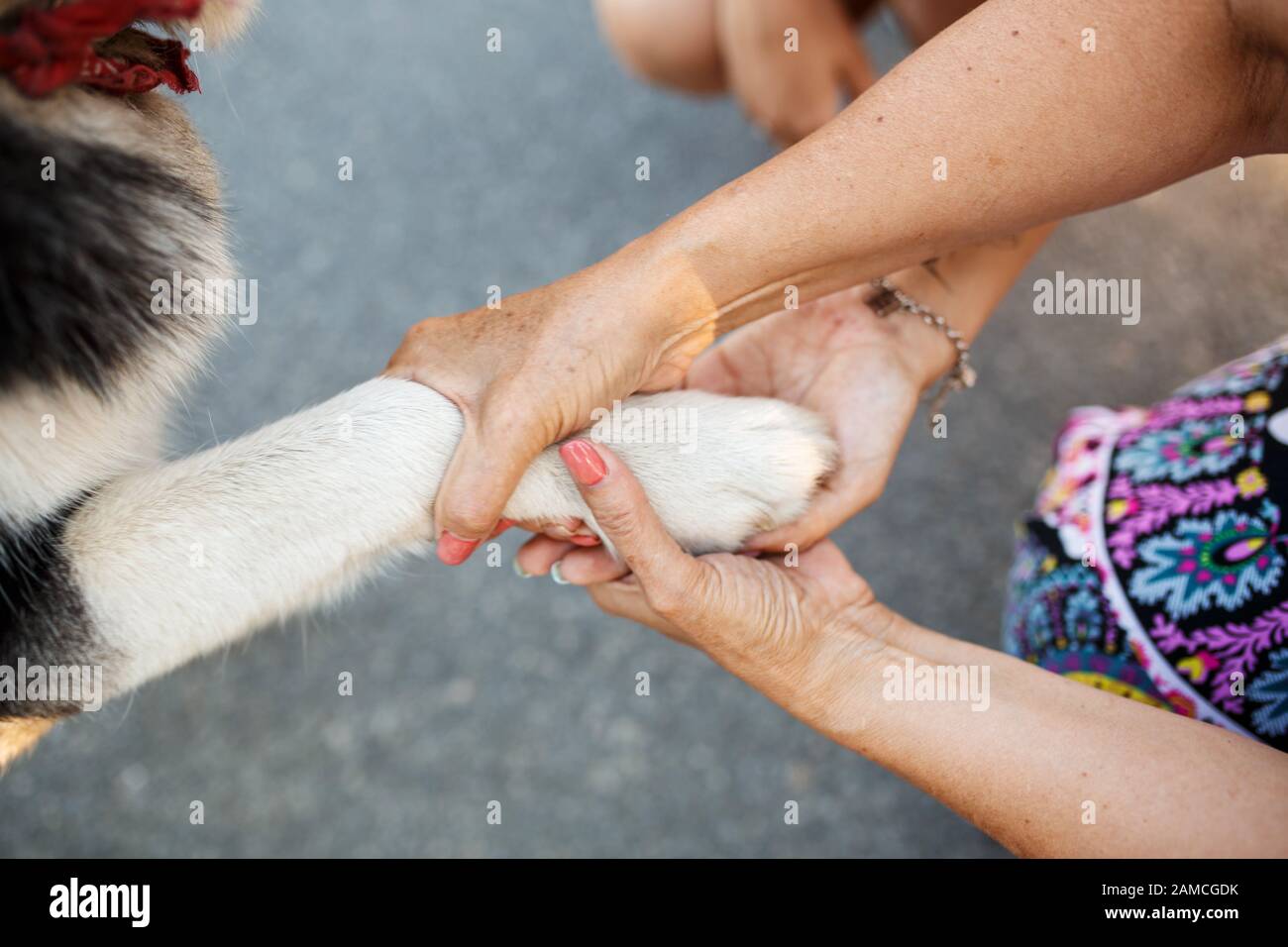 Hand hands handshake dog hi-res stock photography and images - Alamy