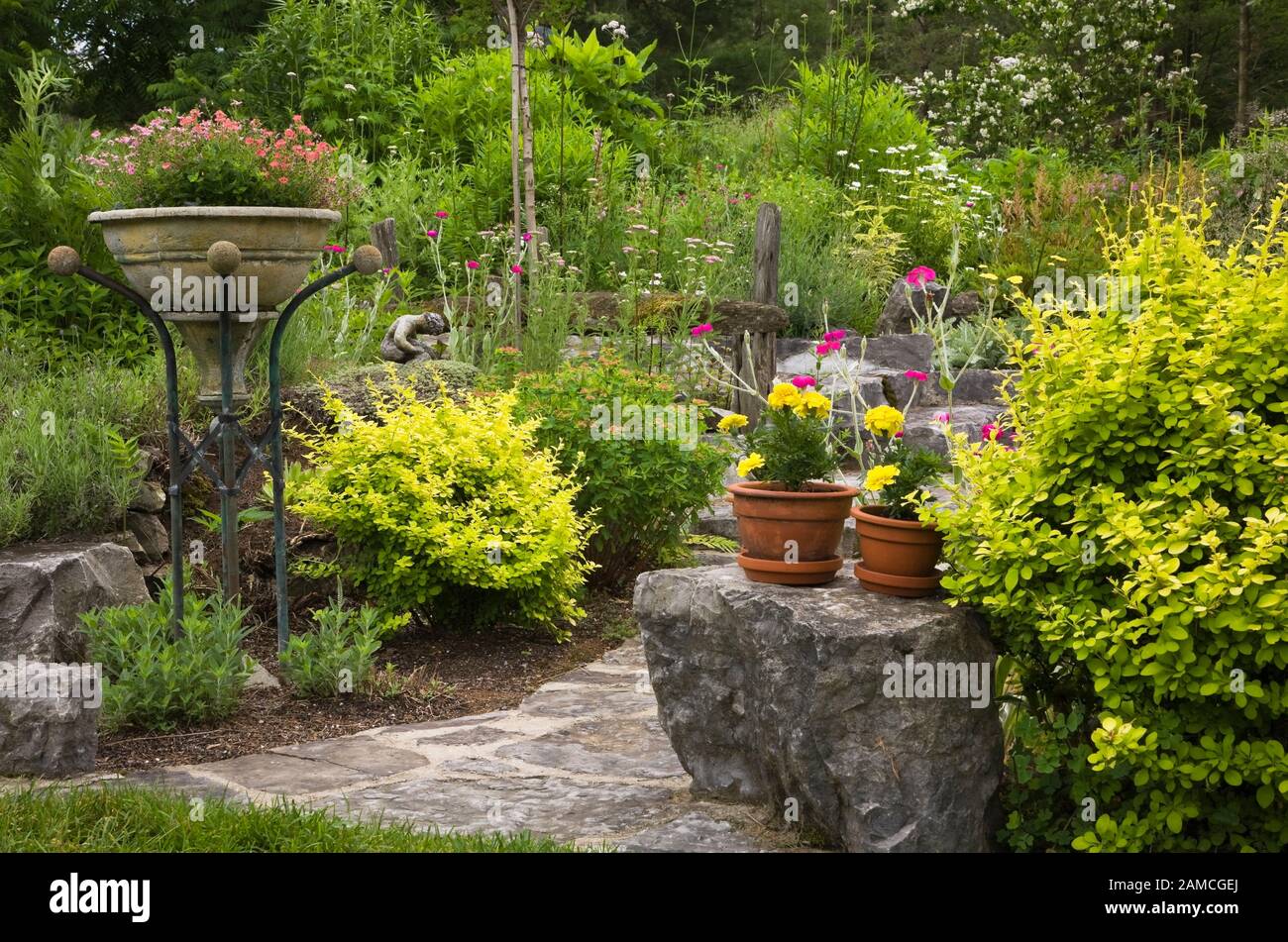 Flagstone path and terracotta planters with yellow Tagetes patula ...