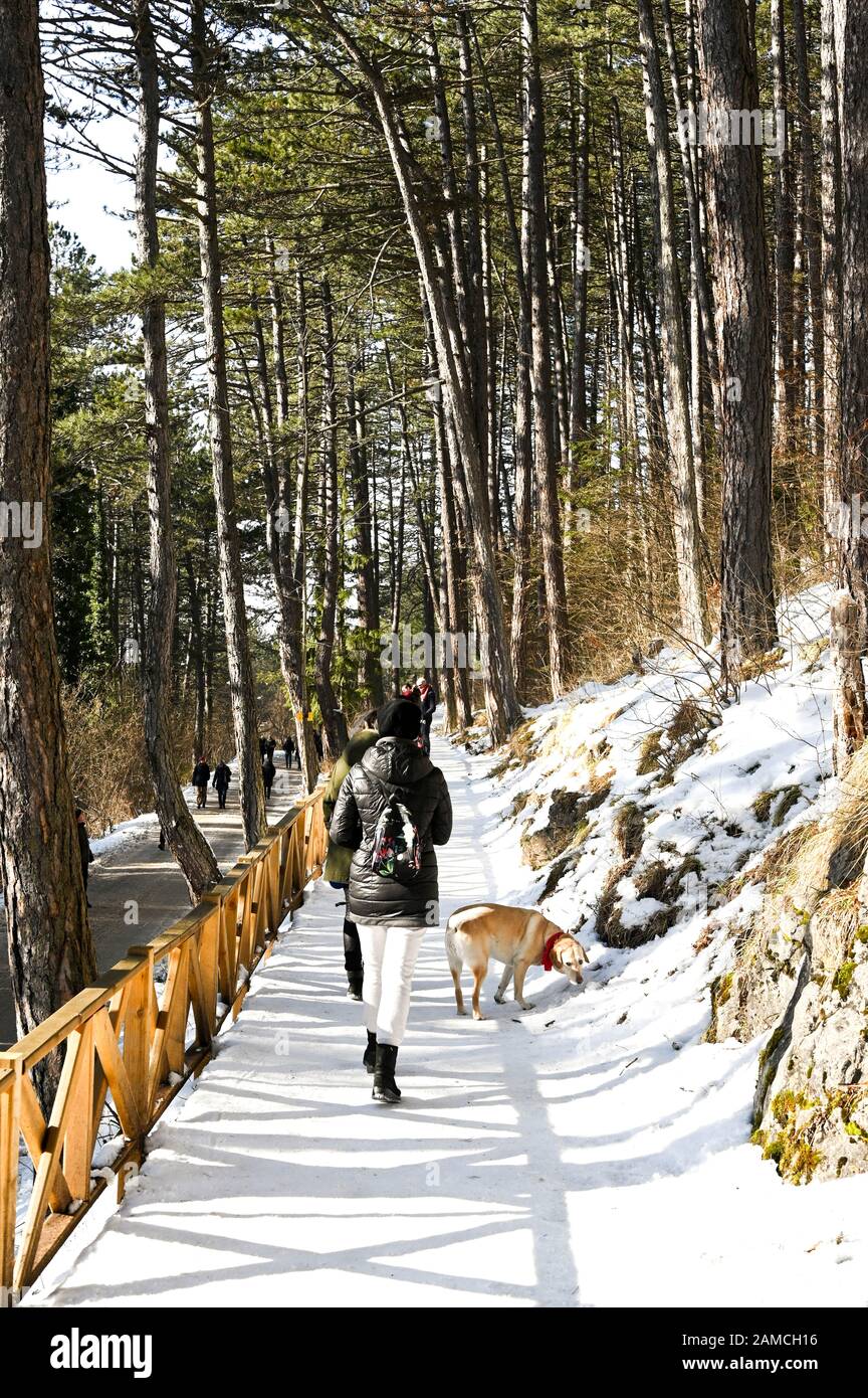 Hike through Pine forest during winter, large trees with clear blue sky ...