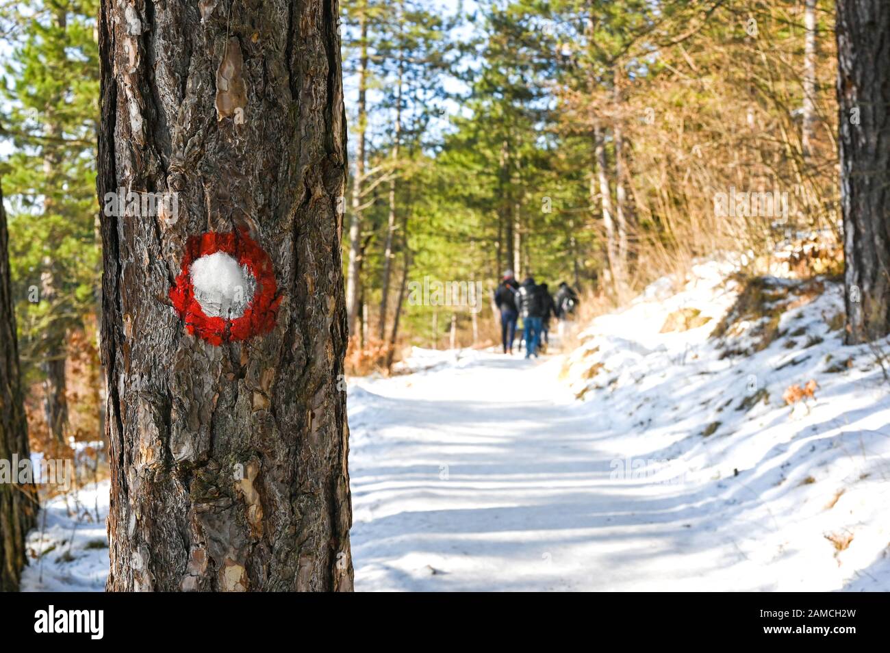 Hike through Pine forest during winter, large trees with clear blue sky ...