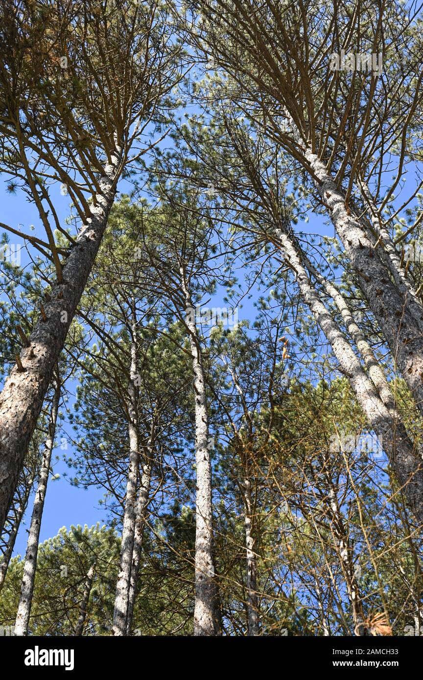 Pine forest during winter, large trees with clear blue sky in Sarajevo ...