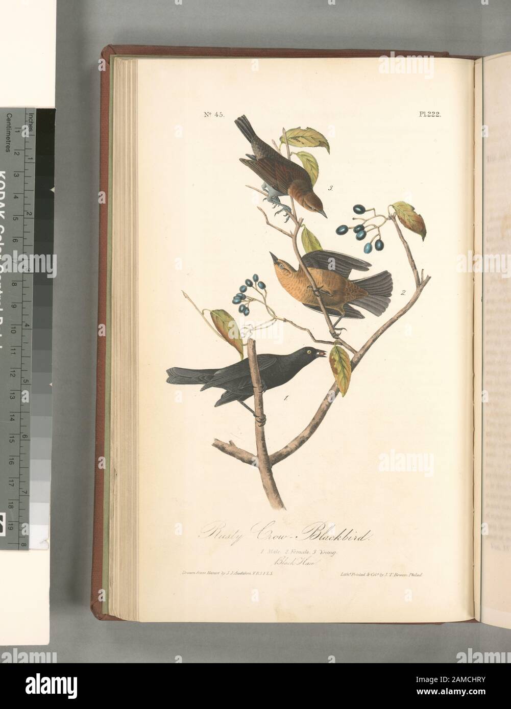 Rusty Crow-Blackbird 1 Male 2 Female 3 Young (Black Haw) Quiscalus ...