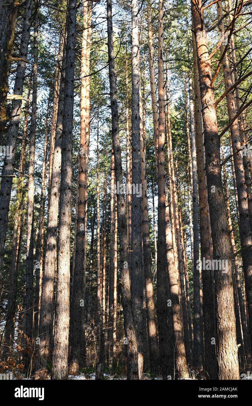 Pine forest during winter, large trees with clear blue sky in Sarajevo ...