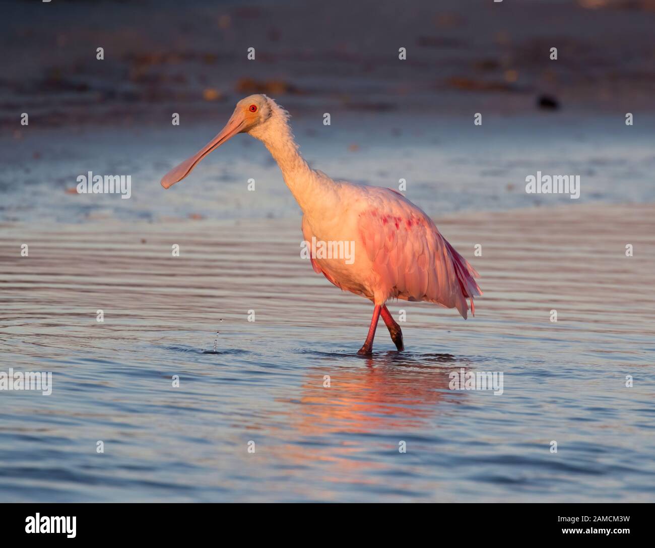 The roseate spoonbill (Platalea ajaja) feeding in tidal marsh ...