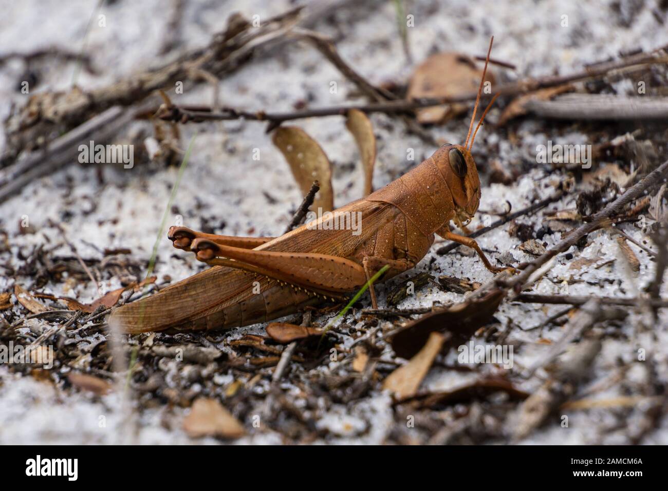 Rusty Bird Grasshopper (Schistocerca rubiginosa) at Seabranch Preserve ...