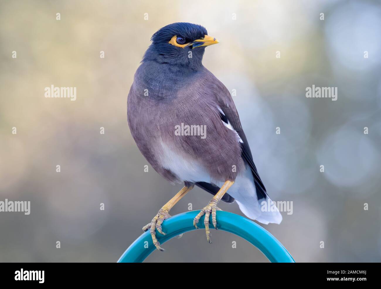 Indian myna hi-res stock photography and images - Alamy