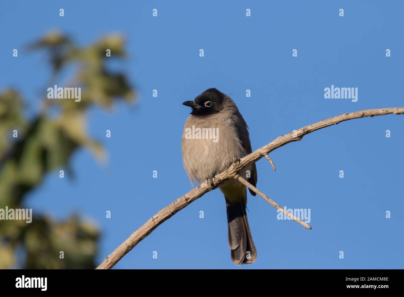 The white-spectacled bulbuls (Pycnonotus xanthopygos) perched on the ...