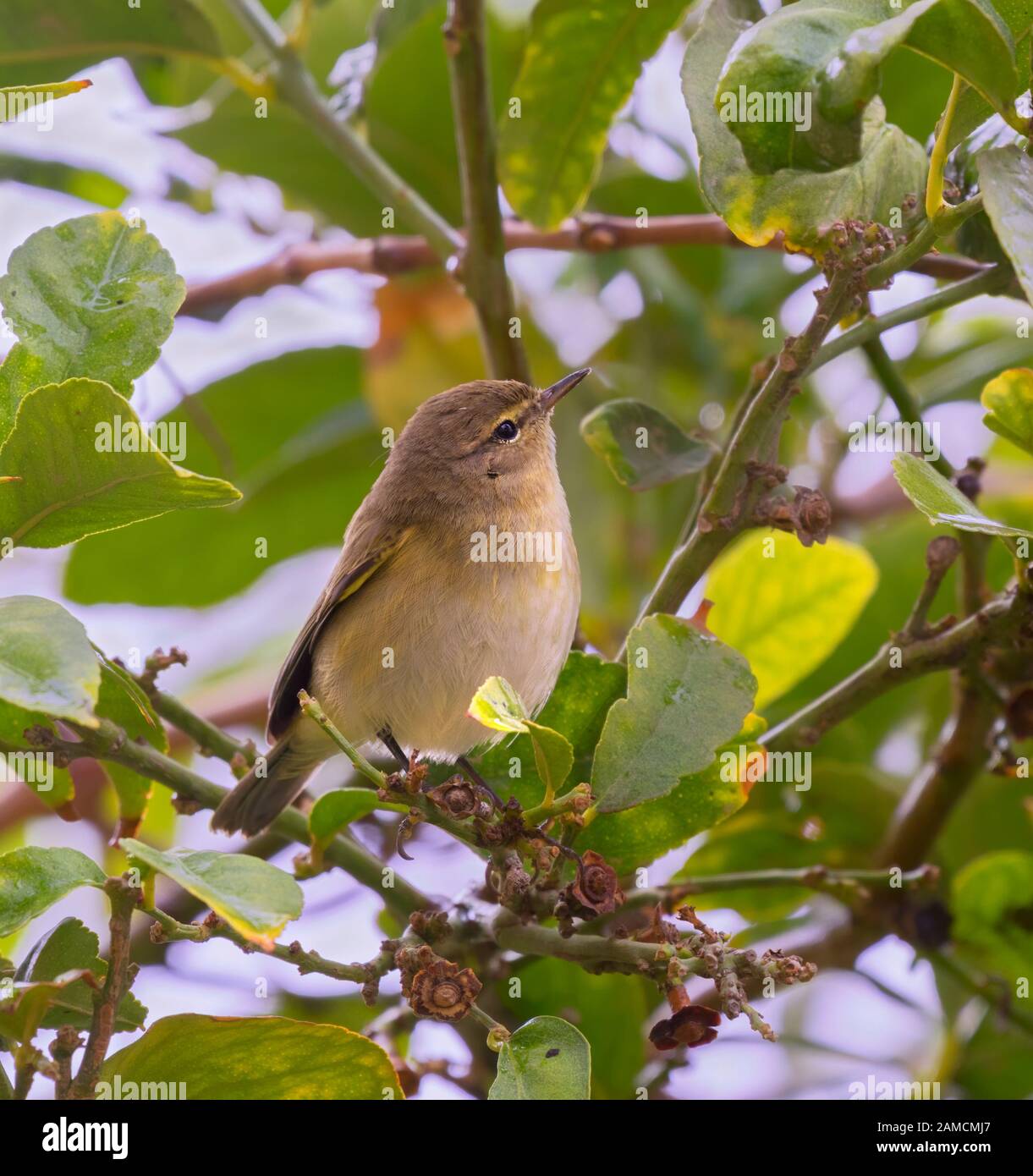 Insects Of Israel High Resolution Stock Photography and Images - Alamy