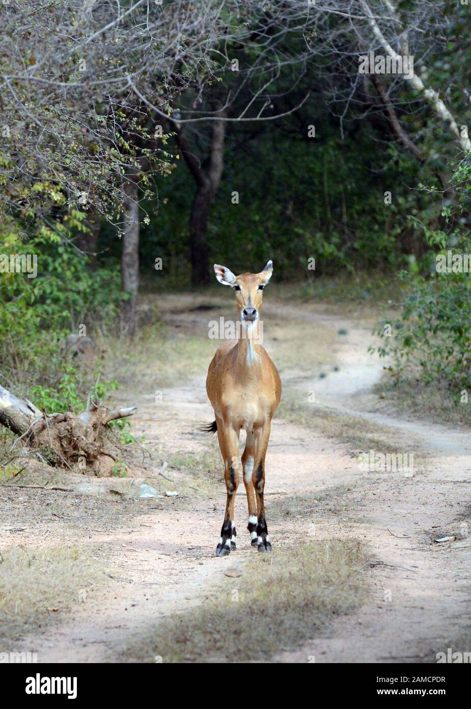 Female nilgai hi-res stock photography and images - Alamy