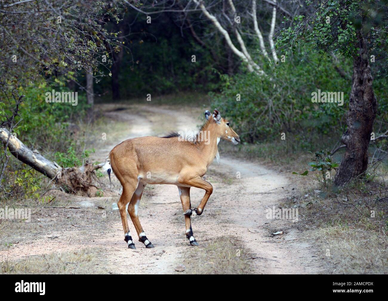 Female nilgai hi-res stock photography and images - Alamy