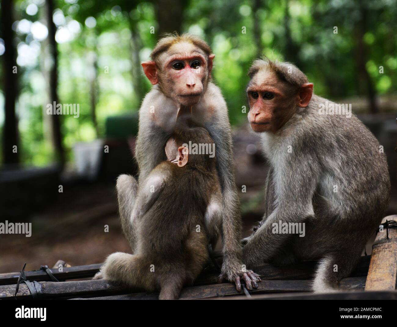 Athirappilly Waterfalls in Kerela, India Stock Photo - Alamy