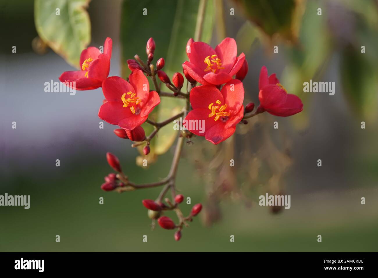 Jatropha integerrima, El Quseir, Ägypten Stock Photo - Alamy