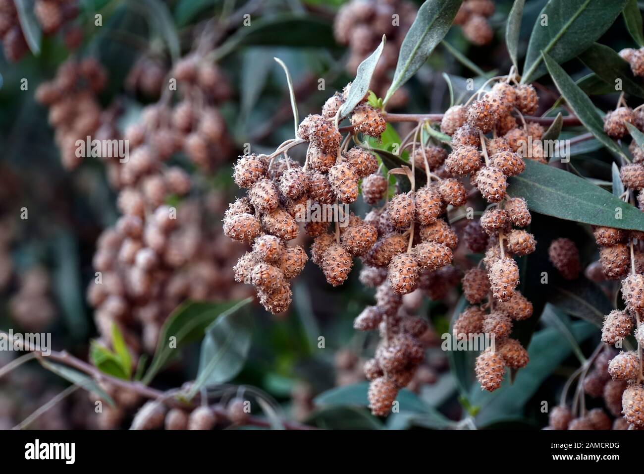 Conocarpus Erectus Ağacı Dolu