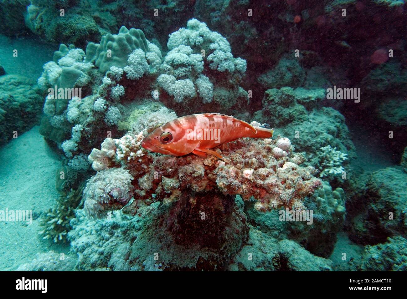 Zackenbarsch hi-res stock photography and images - Alamy