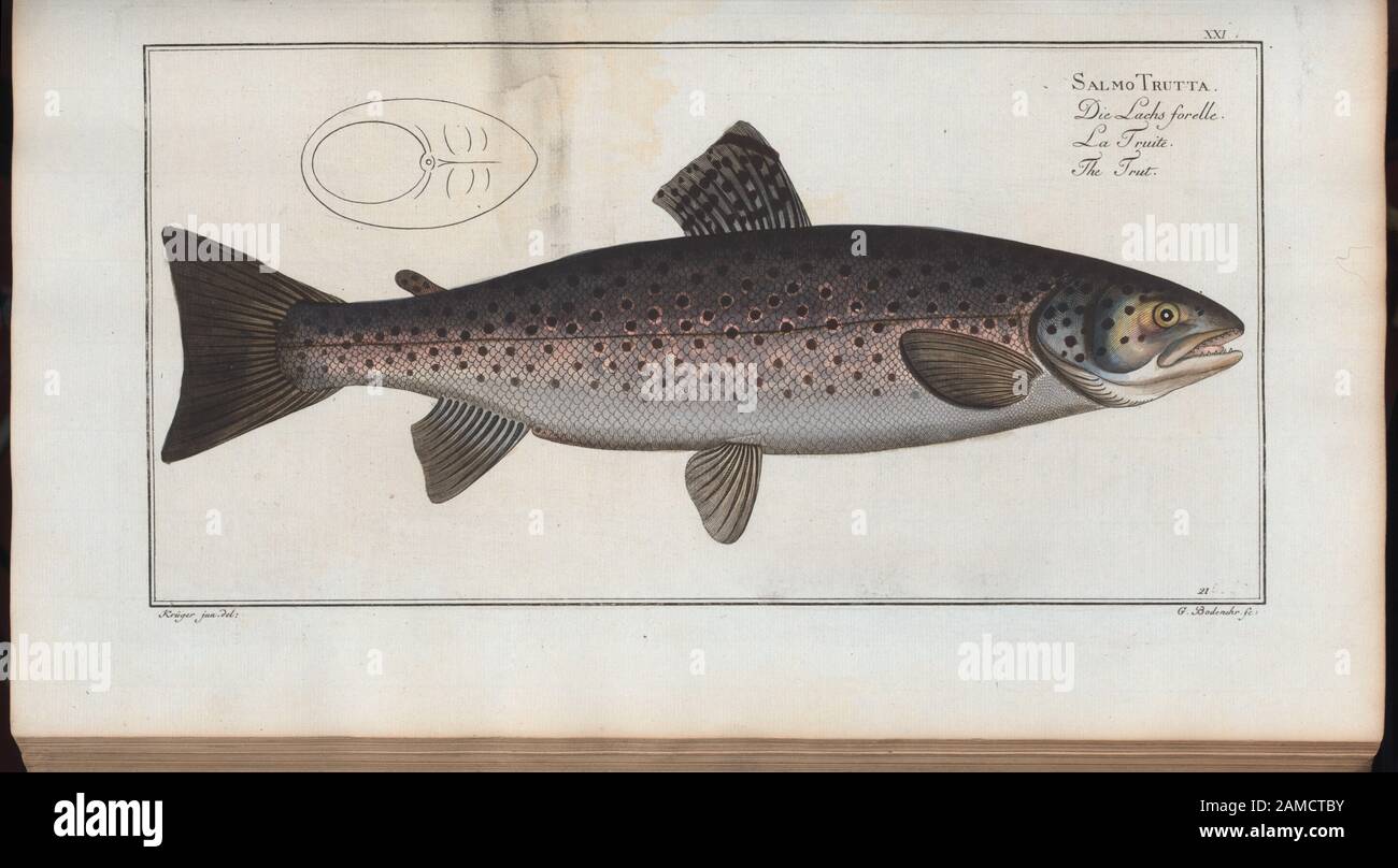 Salmo trut hi-res stock photography and images - Alamy