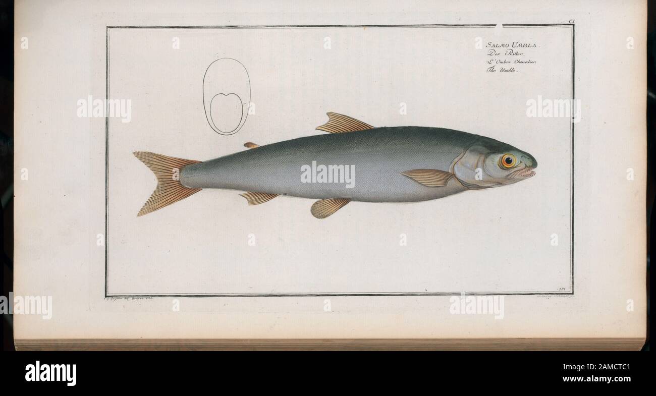 Umbla hi-res stock photography and images - Alamy