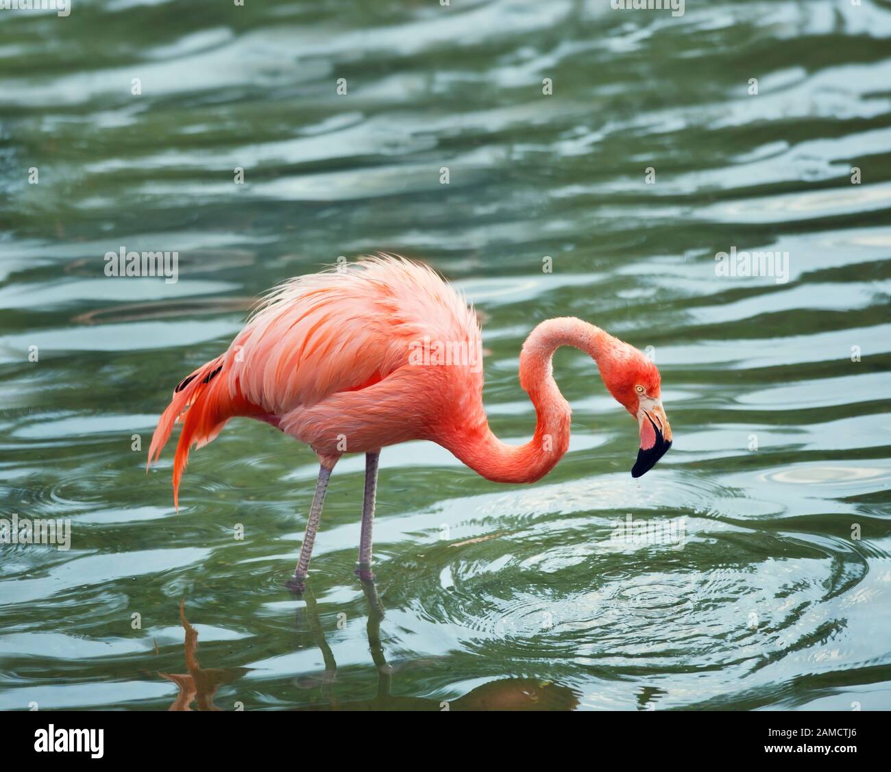 pink flamingo walking in the water with reflection Stock Photo - Alamy