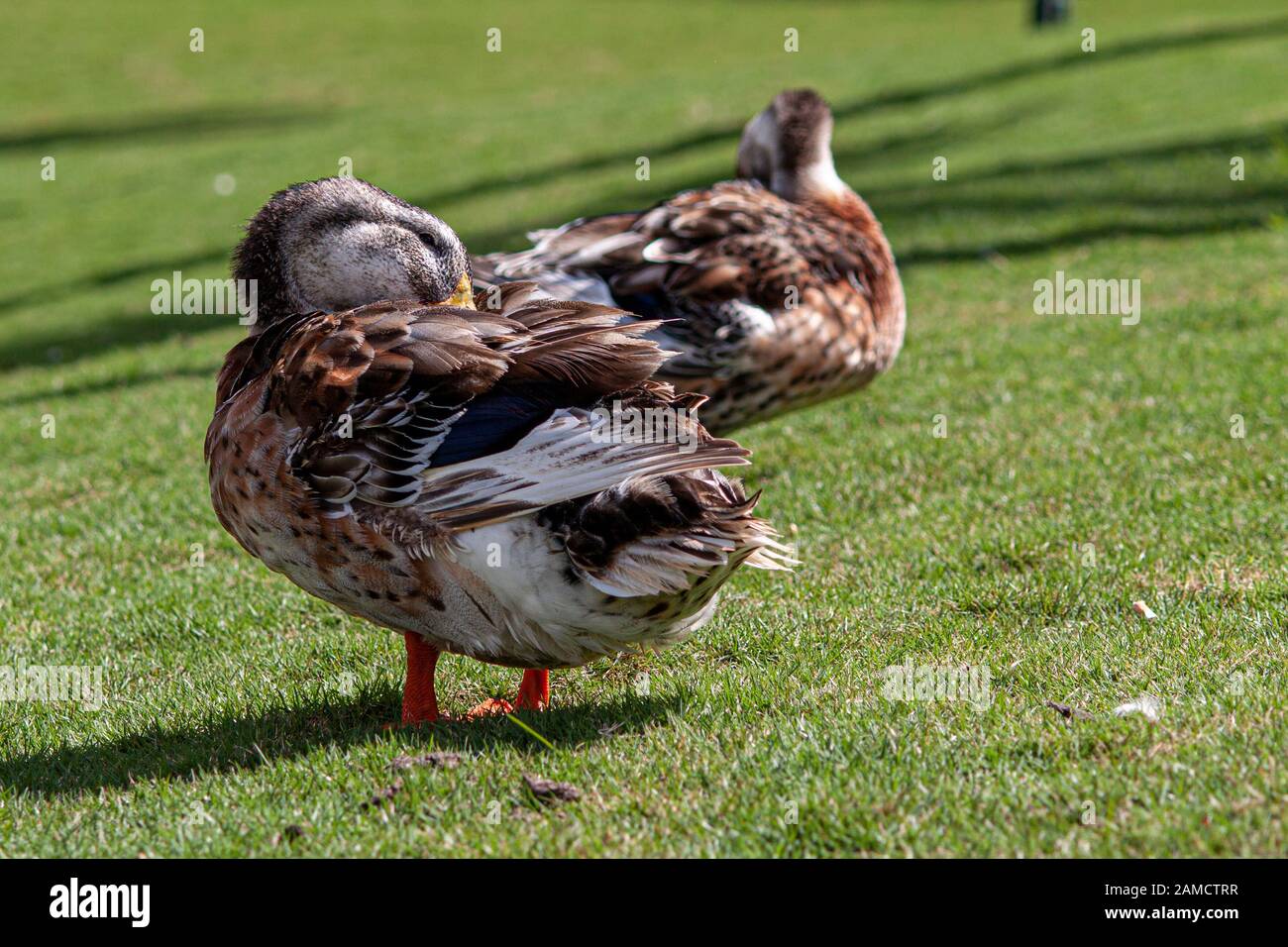 Wild duck in its natural environment 5 Stock Photo - Alamy